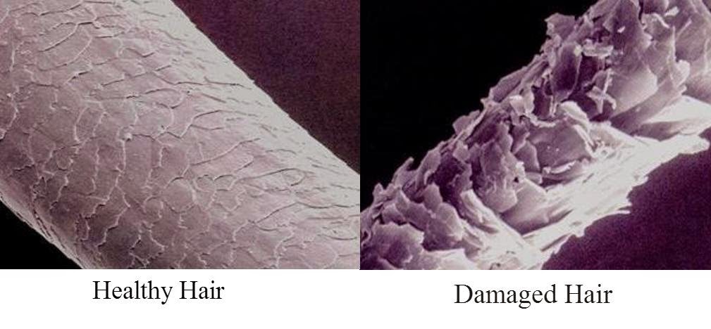 Healthy hair vs damaged hair » Goodbye Chlorine